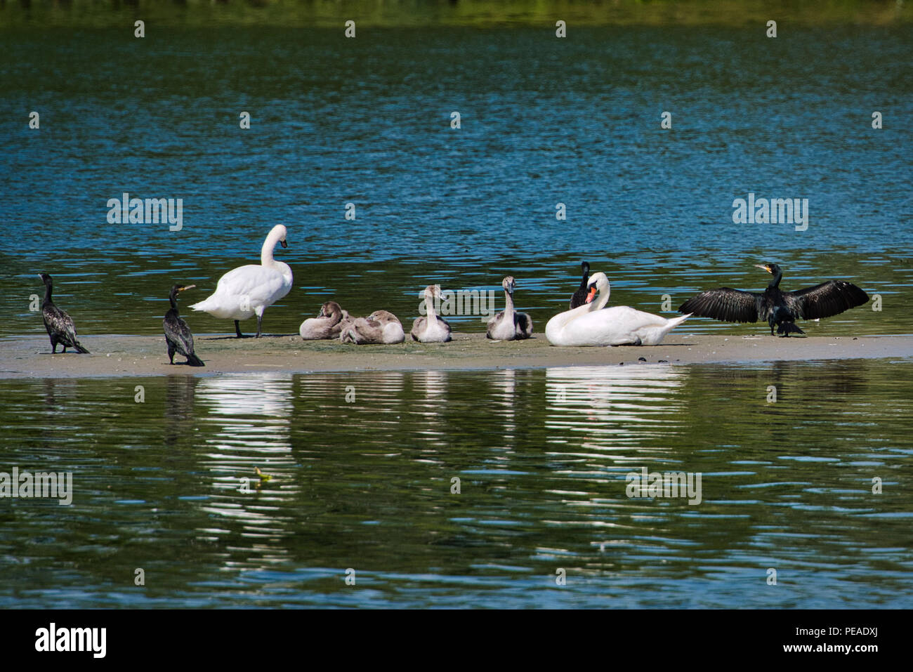 Birds Of Germany Stock Photos & Birds Of Germany Stock Images - Alamy