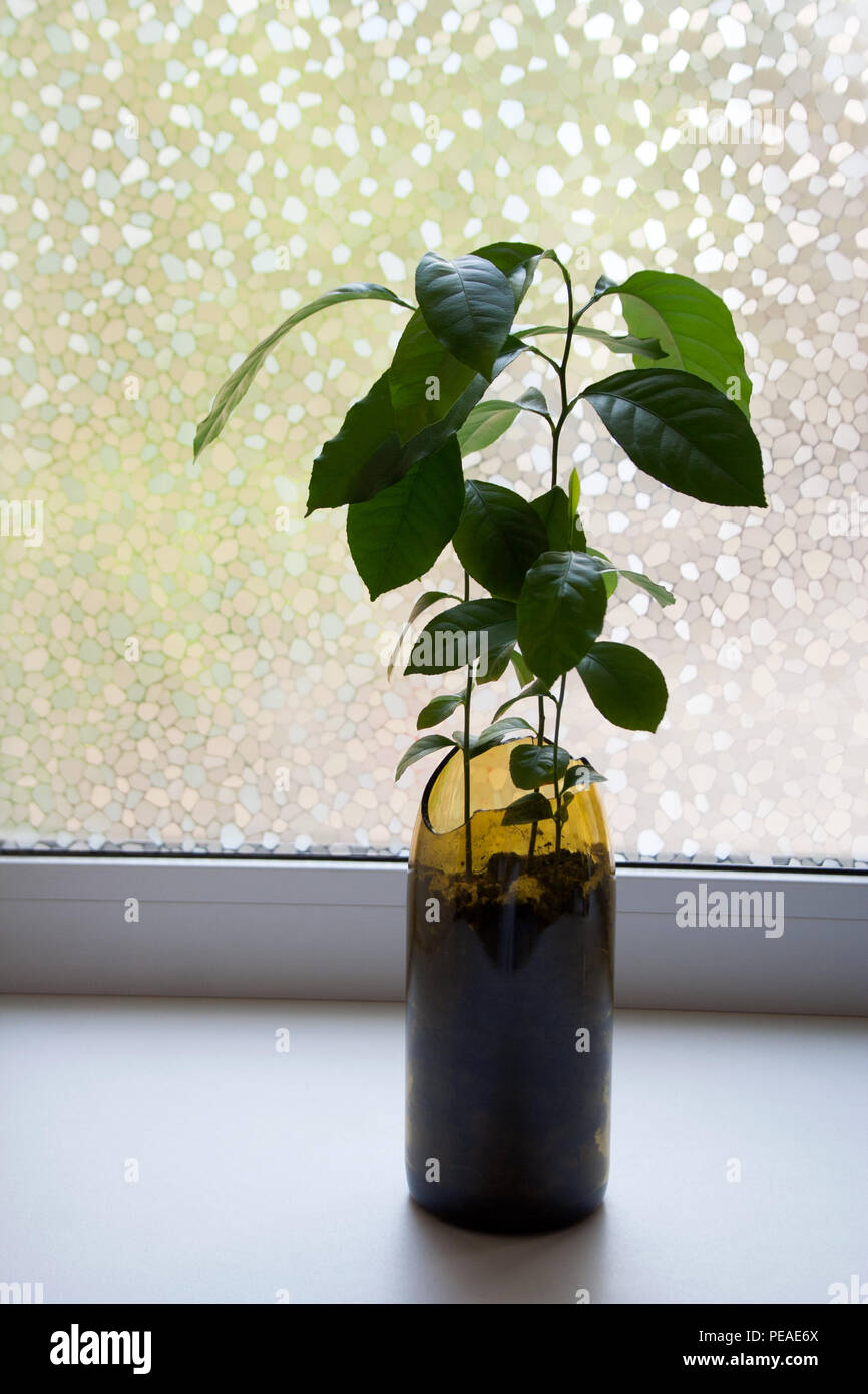 Lemon tree sprouts in brown glass pot near window Stock Photo - Alamy