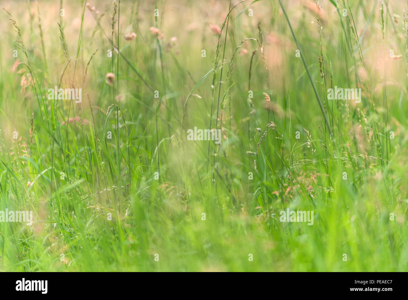 Grassing the lawn hi-res stock photography and images - Alamy
