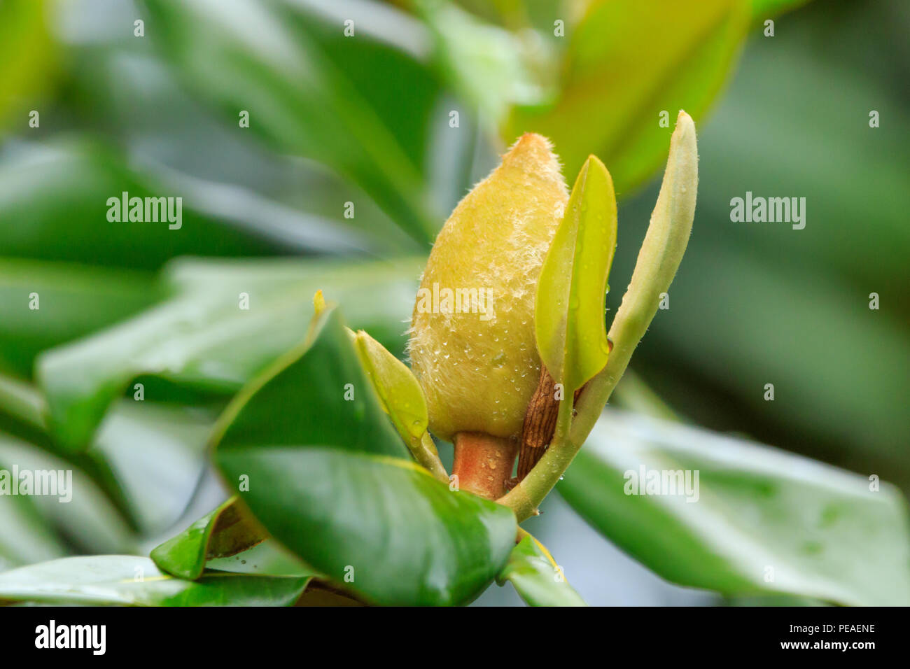 The early morning dew lays upon the bud of a Magnolia Flower in ...