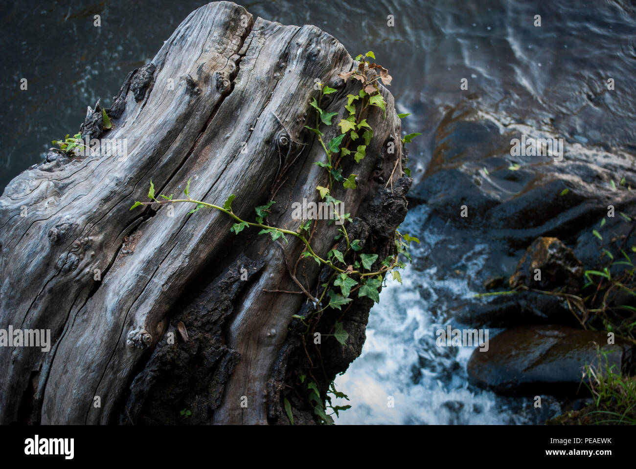 The many dimentions of a log that hangs over the water Stock Photo - Alamy