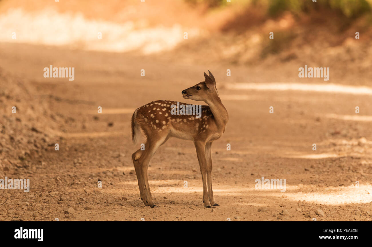 White tailed deer hoof hi-res stock photography and images - Alamy