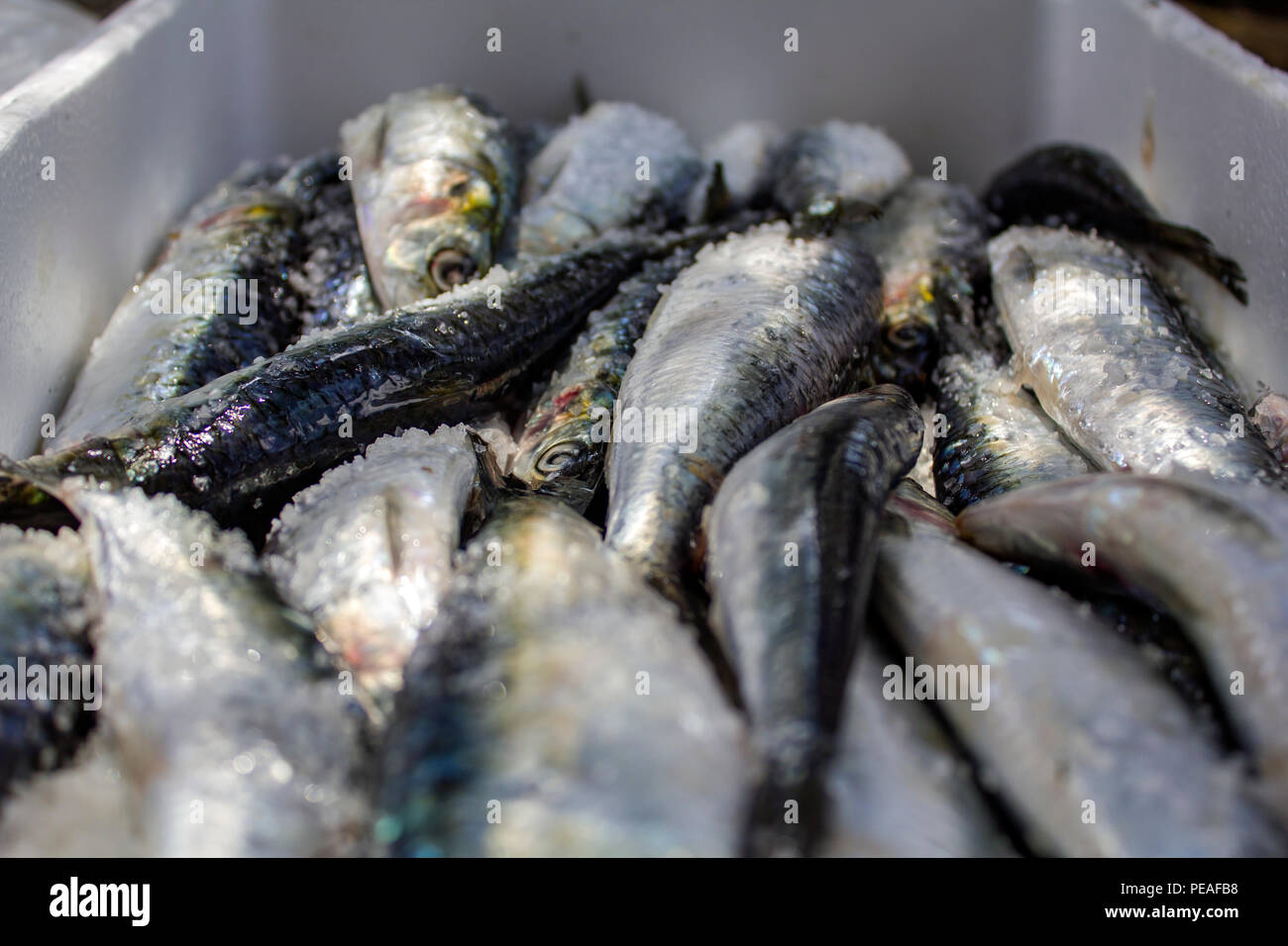 Festival of sardines hi-res stock photography and images - Alamy