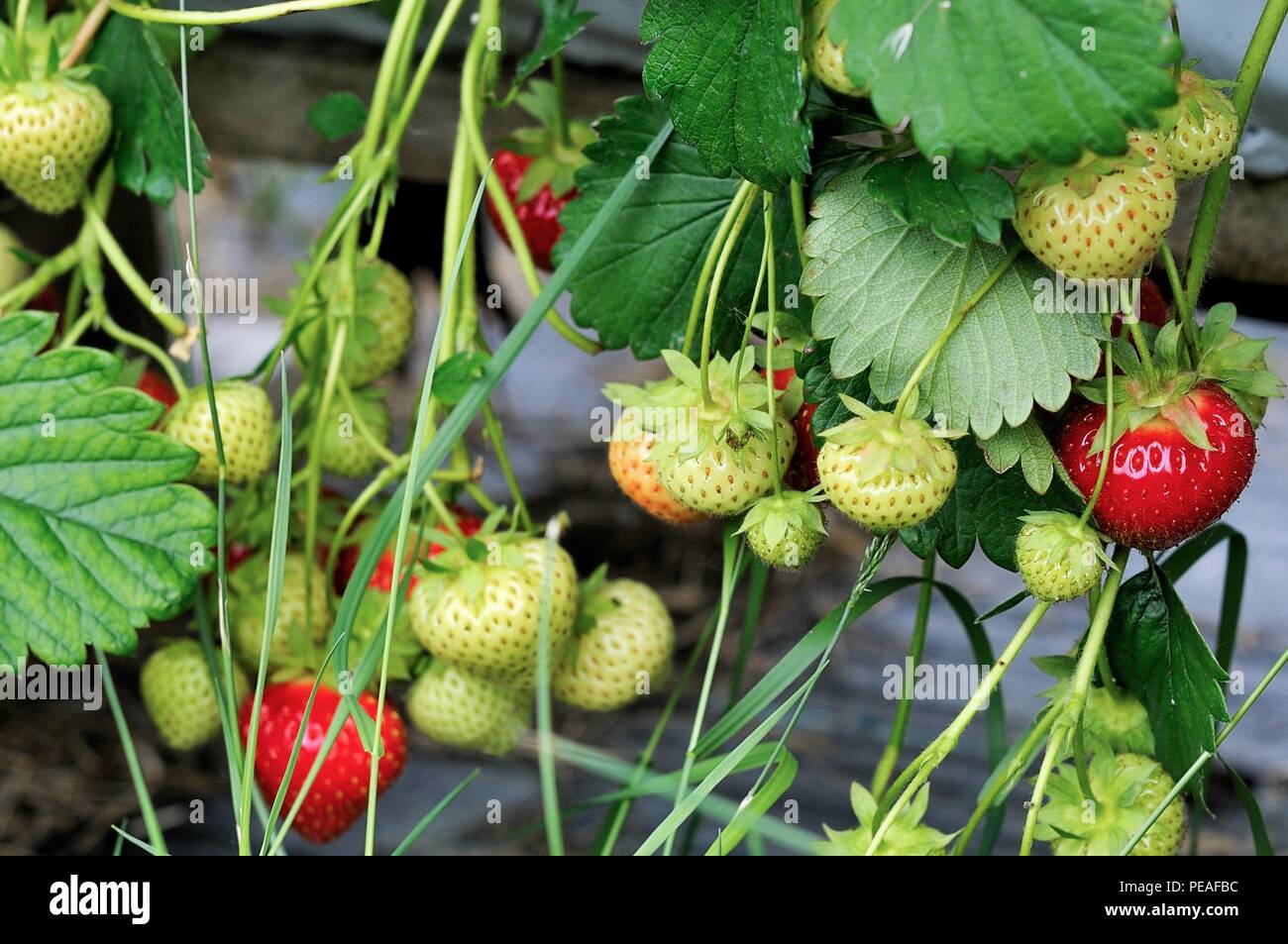 Strawberries growing on the plant Stock Photo - Alamy