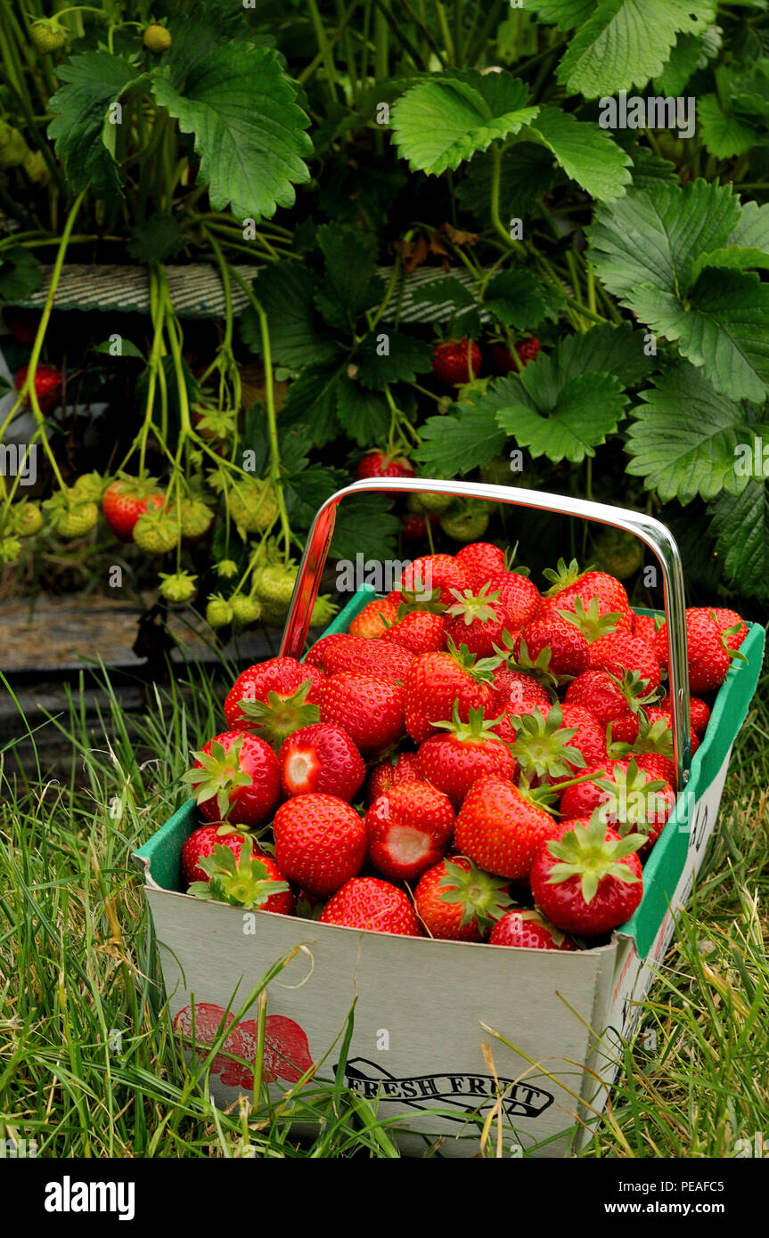 Strawberries growing on the plant Stock Photo - Alamy