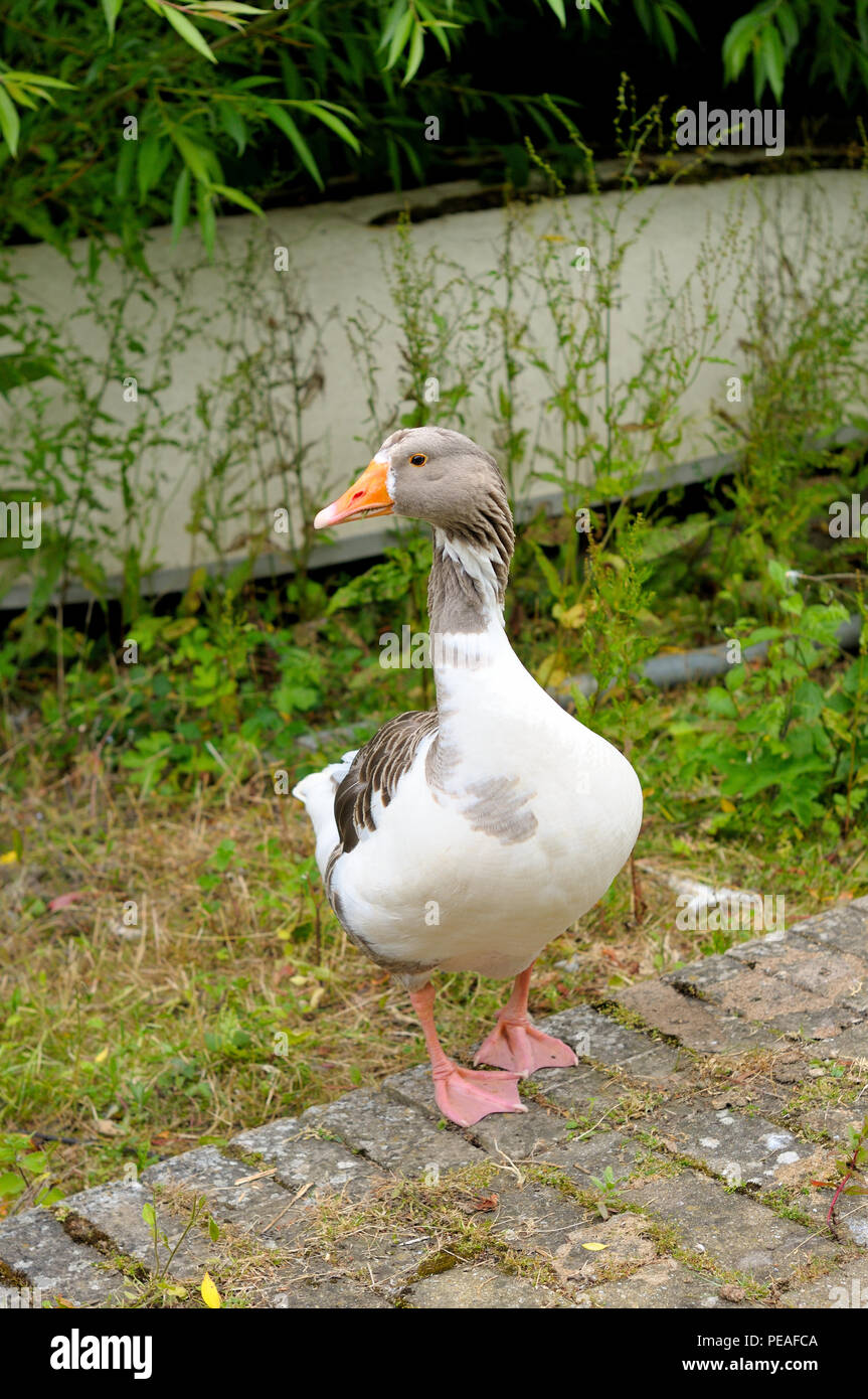 A goose stands on a path Stock Photo - Alamy