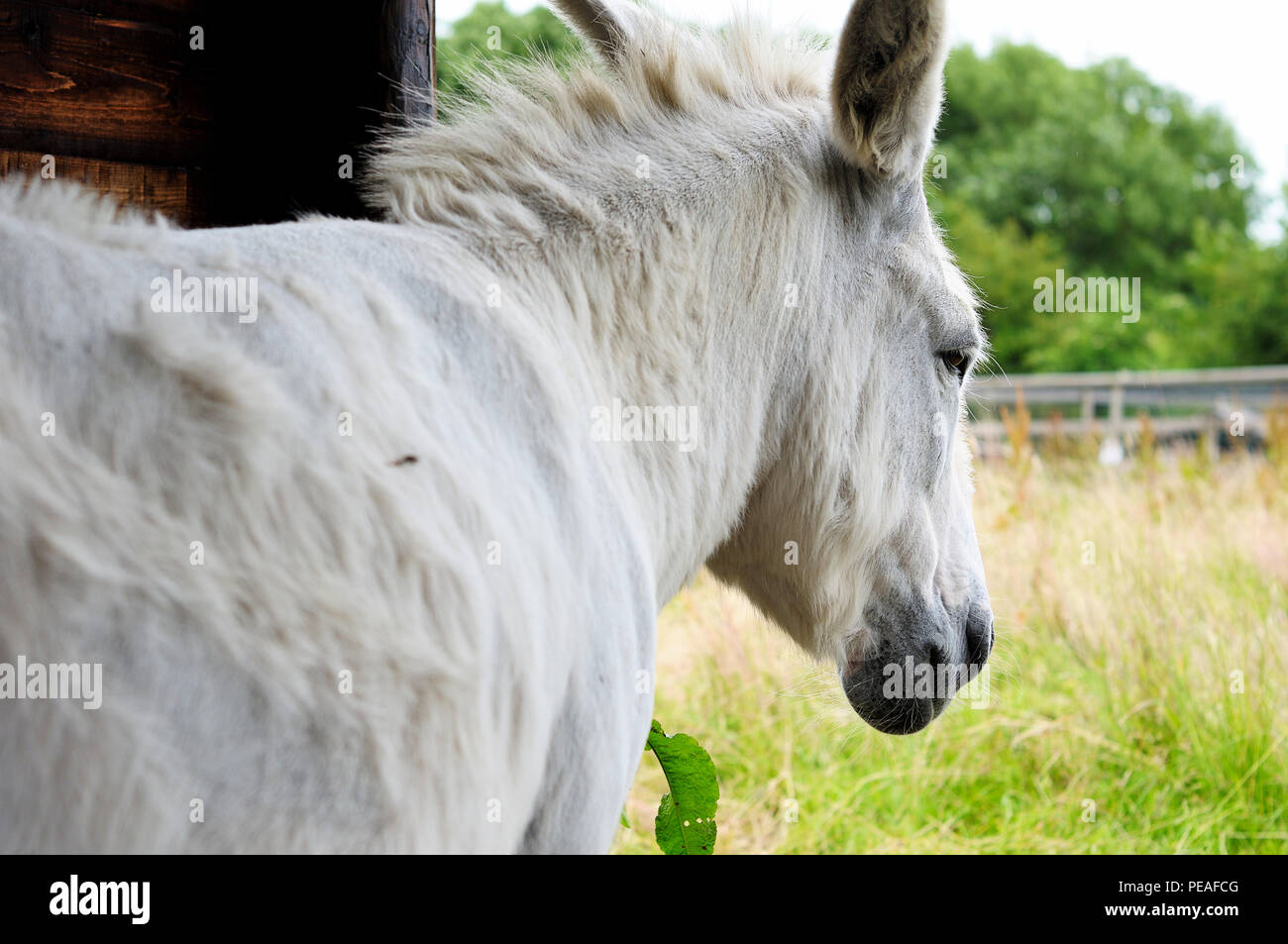 Donkey Shed High Resolution Stock Photography and Images - Alamy