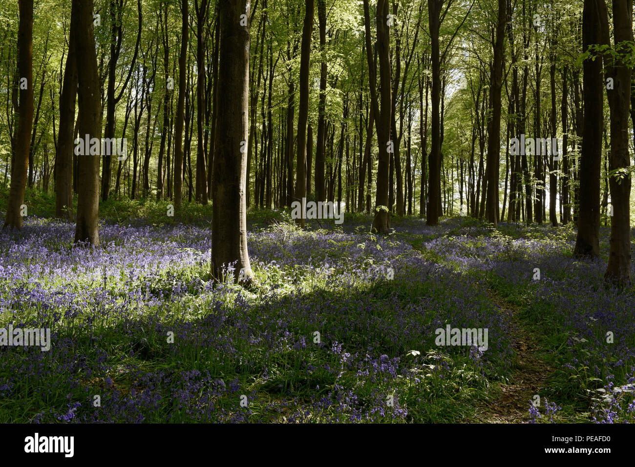 Bluebells in Micheldever Wood in Hampshire, England Stock Photo - Alamy