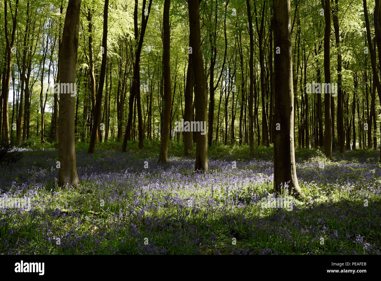 Bluebells in Micheldever Wood in Hampshire, England Stock Photo - Alamy