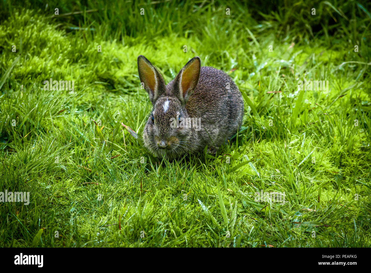 Group of wild rabbits hi-res stock photography and images - Alamy