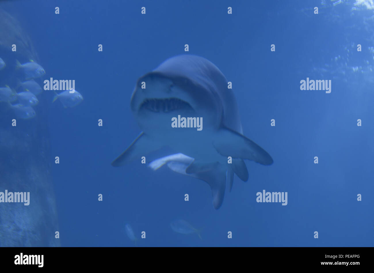 Swimming shark in blue water inside aquarium Stock Photo - Alamy