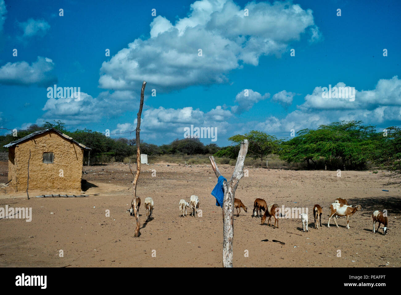Traditional rancheria in a remote part of La Guajira Stock Photo - Alamy