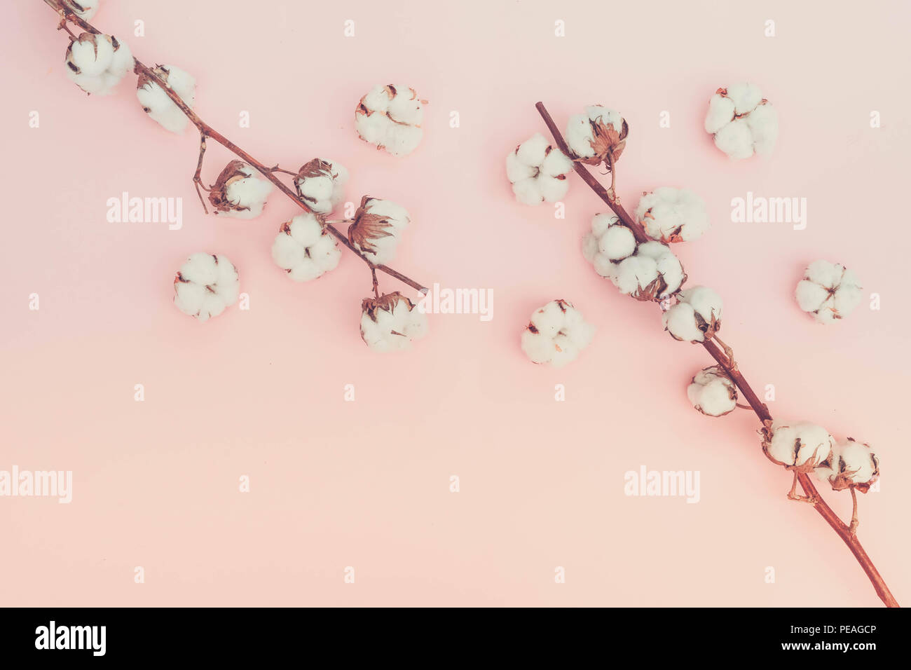 Raw cotton branch Stock Photo - Alamy