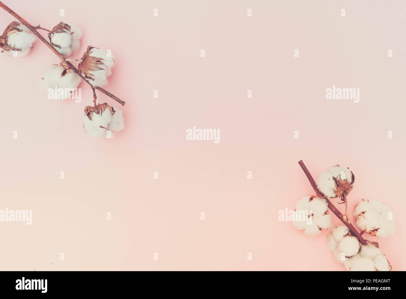 Raw cotton branch Stock Photo - Alamy