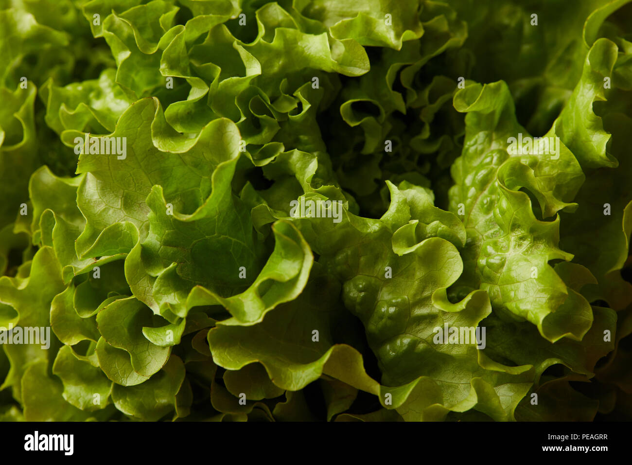 Ripe lettuce hi-res stock photography and images - Alamy