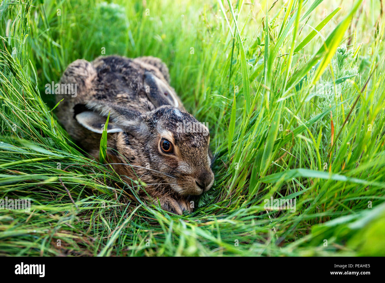 Hare territory hi-res stock photography and images - Alamy