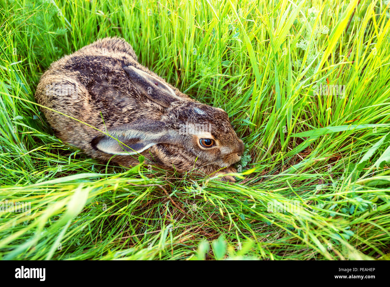 European hare or Lepus europaeus sits in a meadow Stock Photo - Alamy