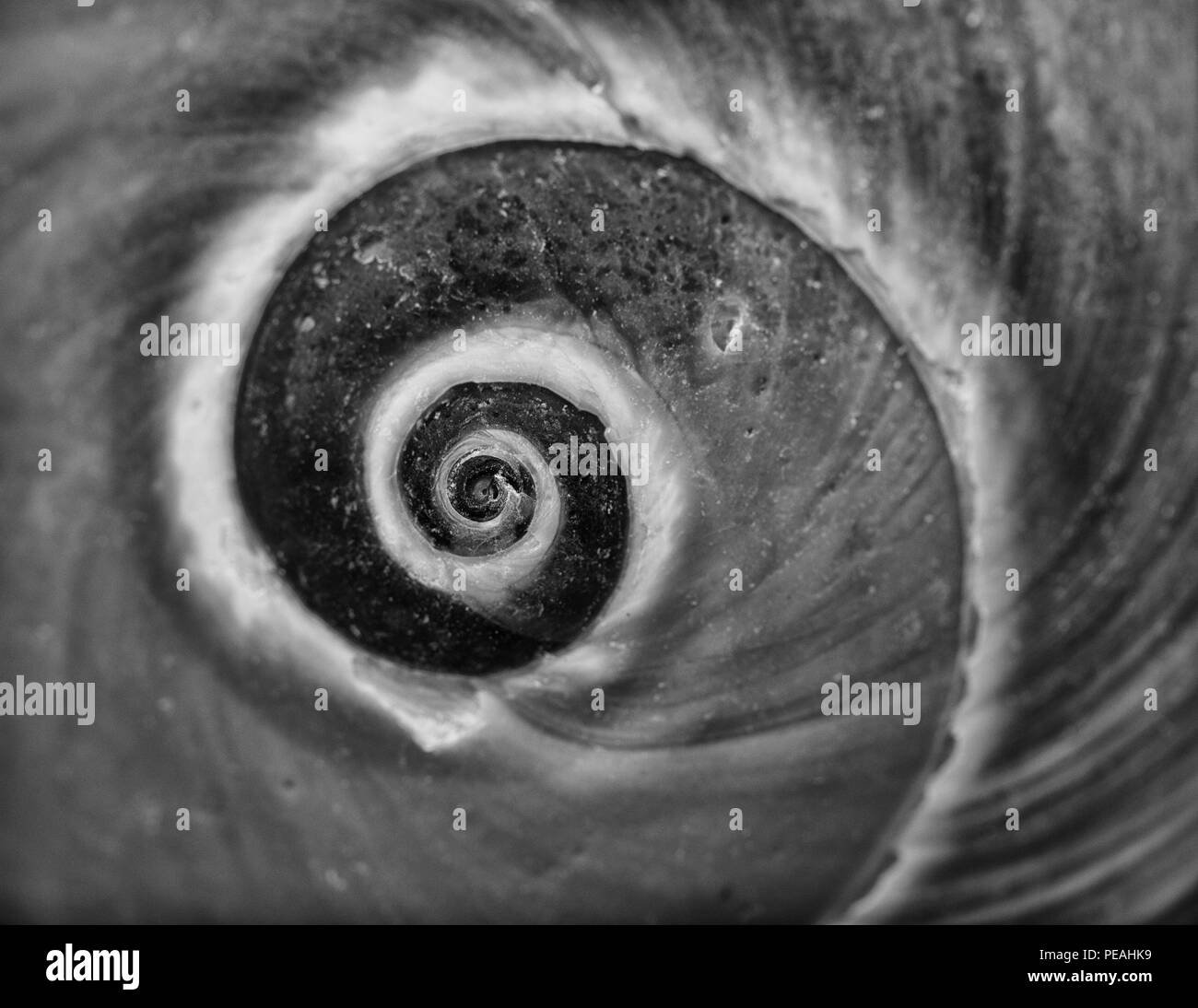 Detail of Shells Stock Photo - Alamy