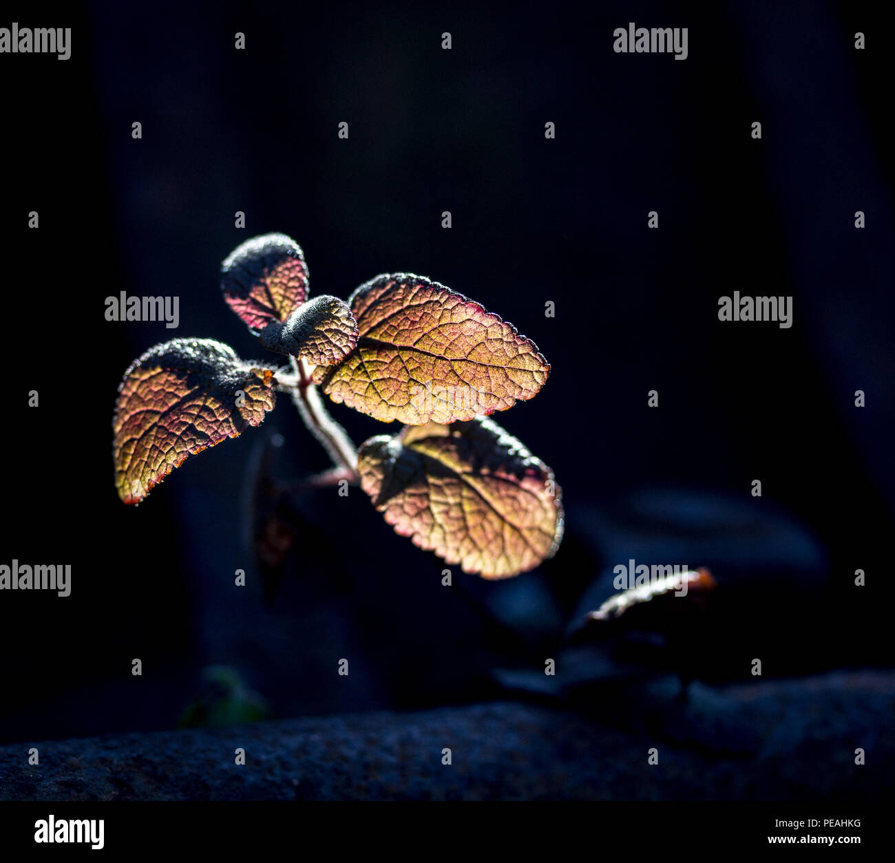 Still life with backlight hi-res stock photography and images - Alamy