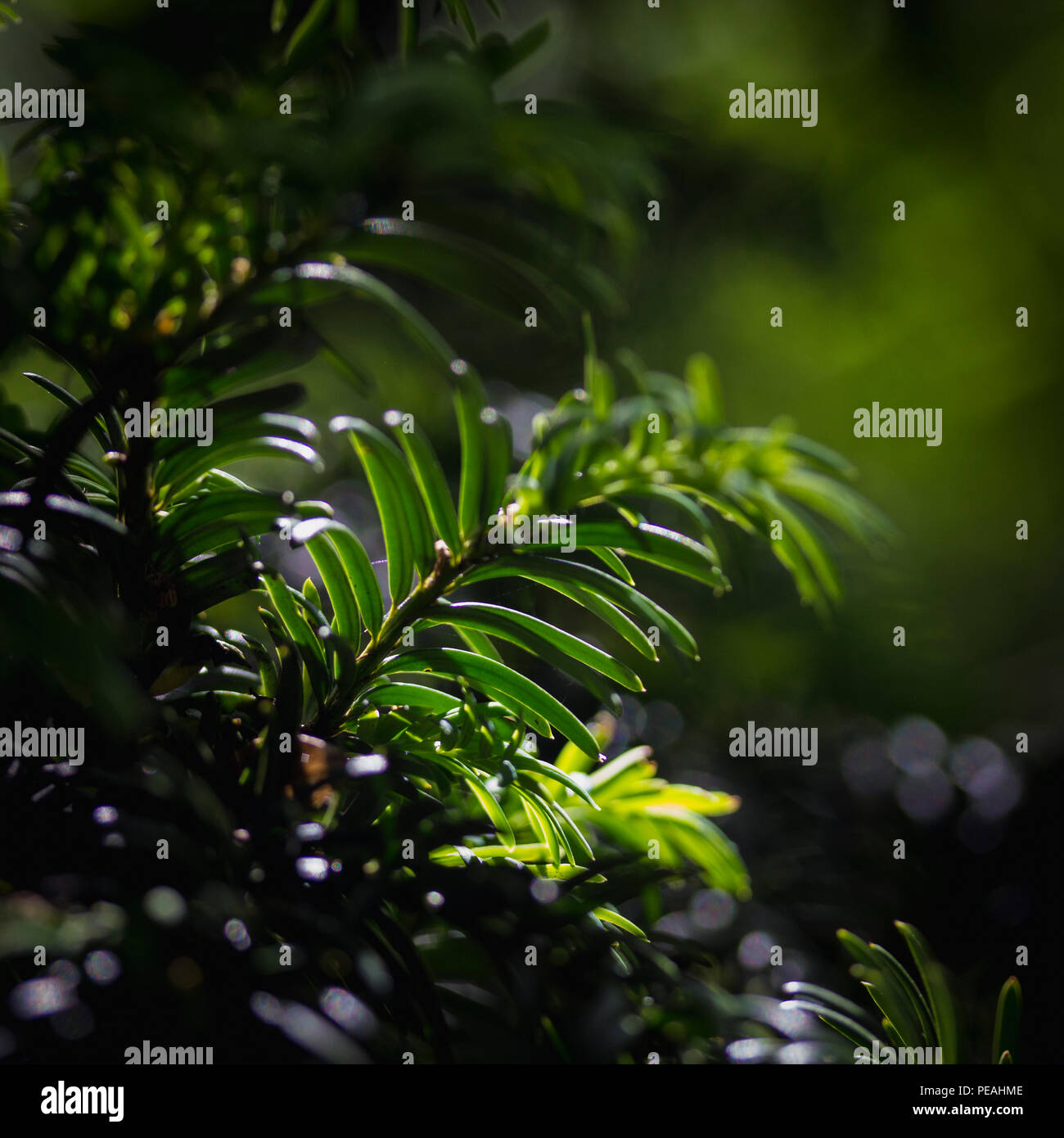 backlit Pine branches Stock Photo - Alamy