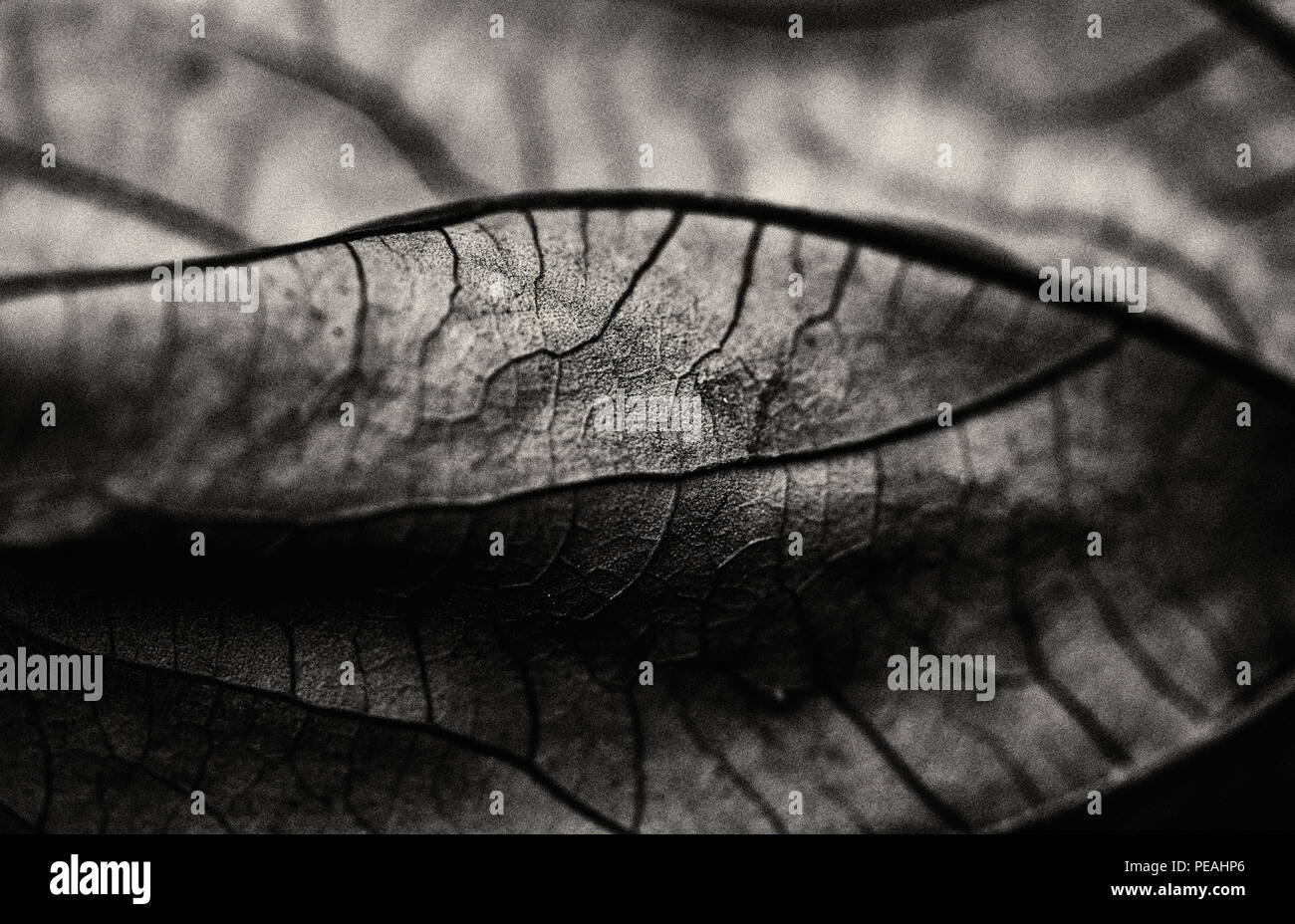 Death leaves hi-res stock photography and images - Alamy