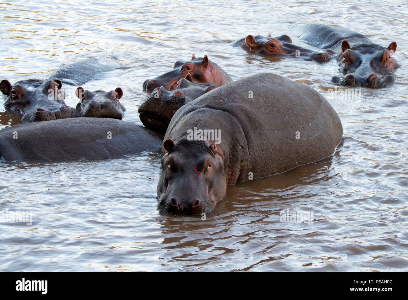 Hippo fight damage hi-res stock photography and images - Alamy