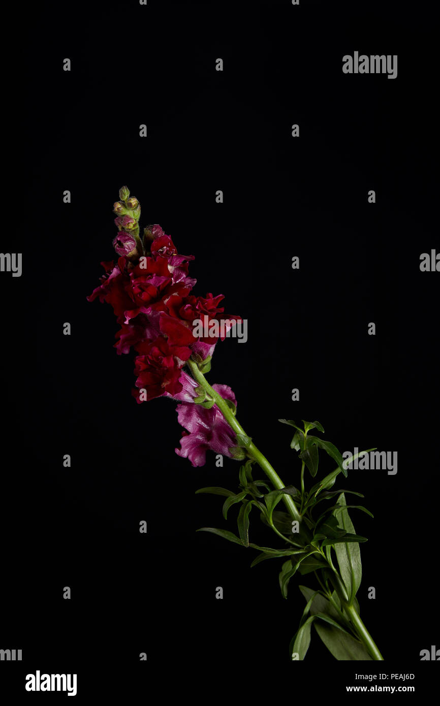 Maroon flowers hi-res stock photography and images - Alamy