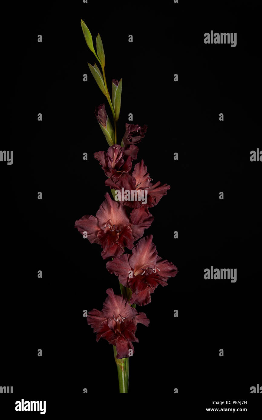 Gladiolus flowers on black hi-res stock photography and images - Alamy