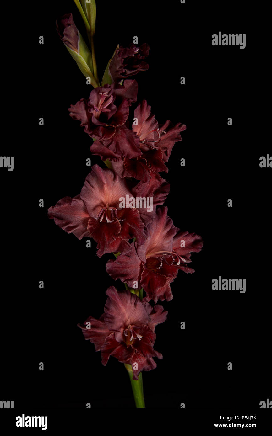 Gladiolus view hi-res stock photography and images - Alamy
