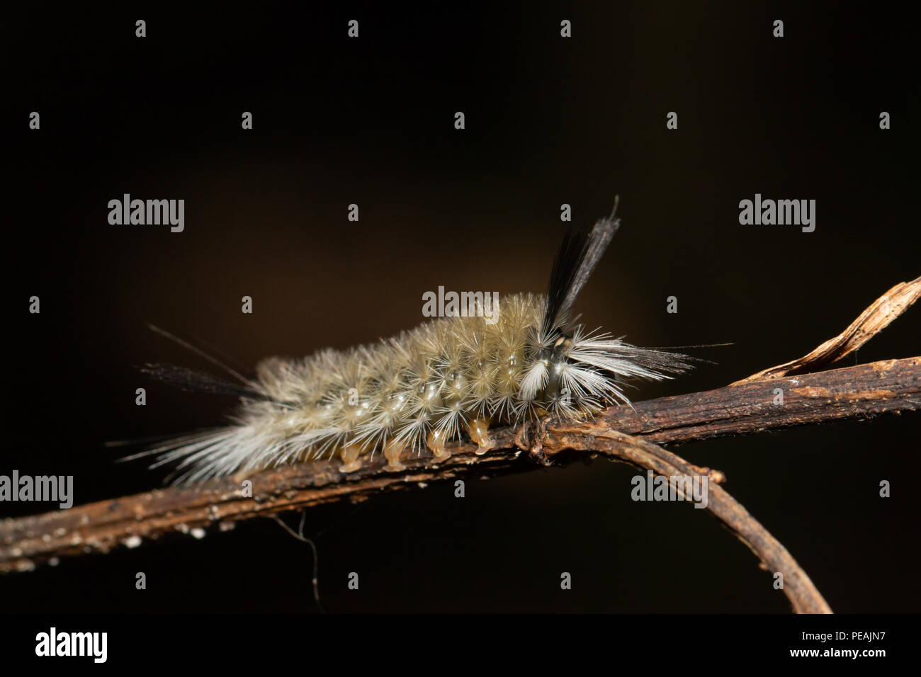 Banded tussock moth caterpillar - Halysidota tessellaris Stock Photo ...