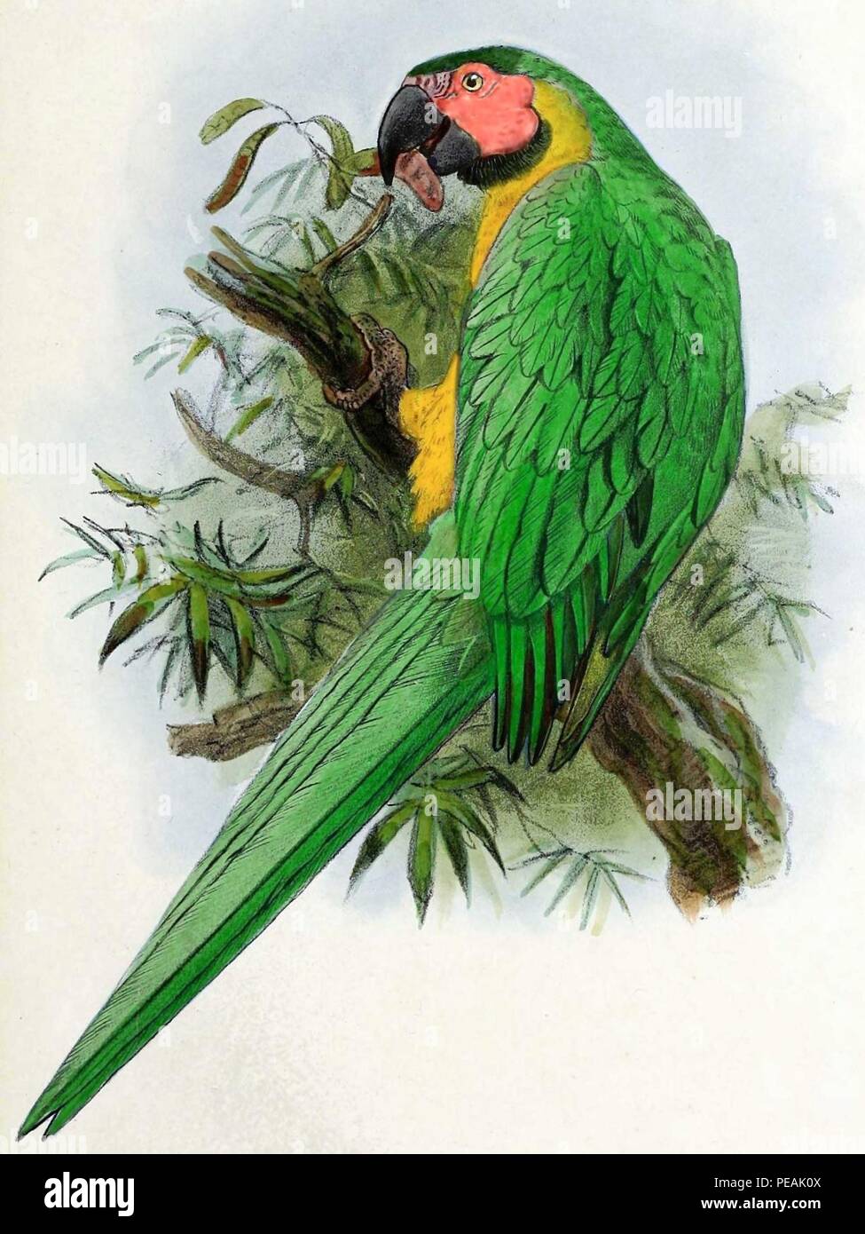 Ara atwoodi hi-res stock photography and images - Alamy