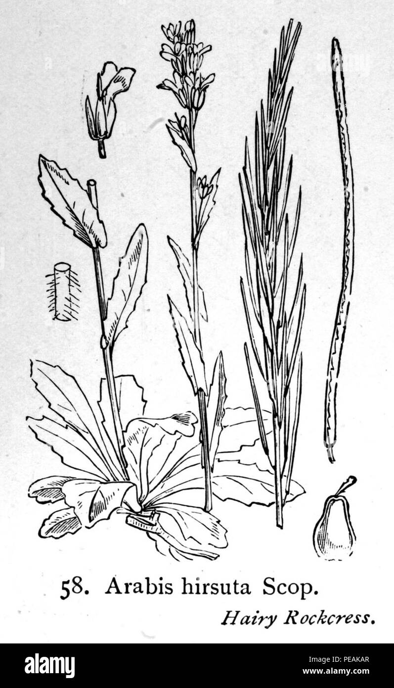 Arabis Black and White Stock Photos & Images - Alamy