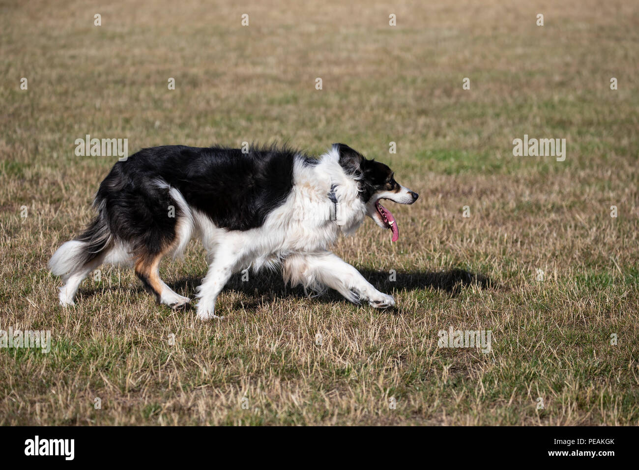 Border Collie dog Canis lupus familiaris in familiar stalking pose on ...
