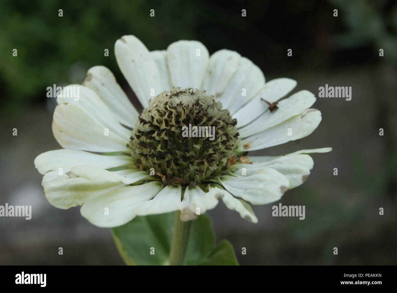 fleur de France Stock Photo - Alamy