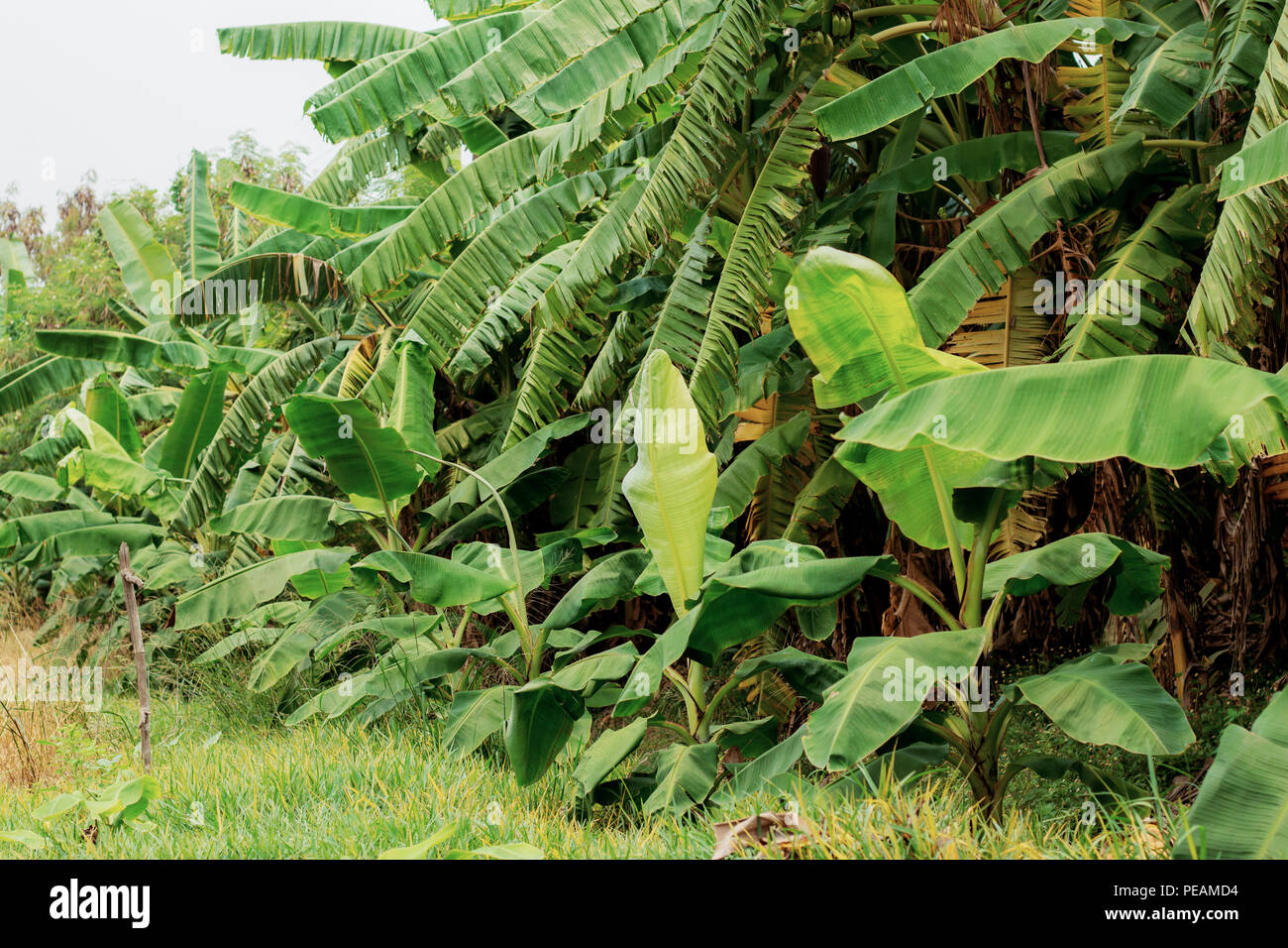 Banana tree in farm with a daytime Stock Photo - Alamy