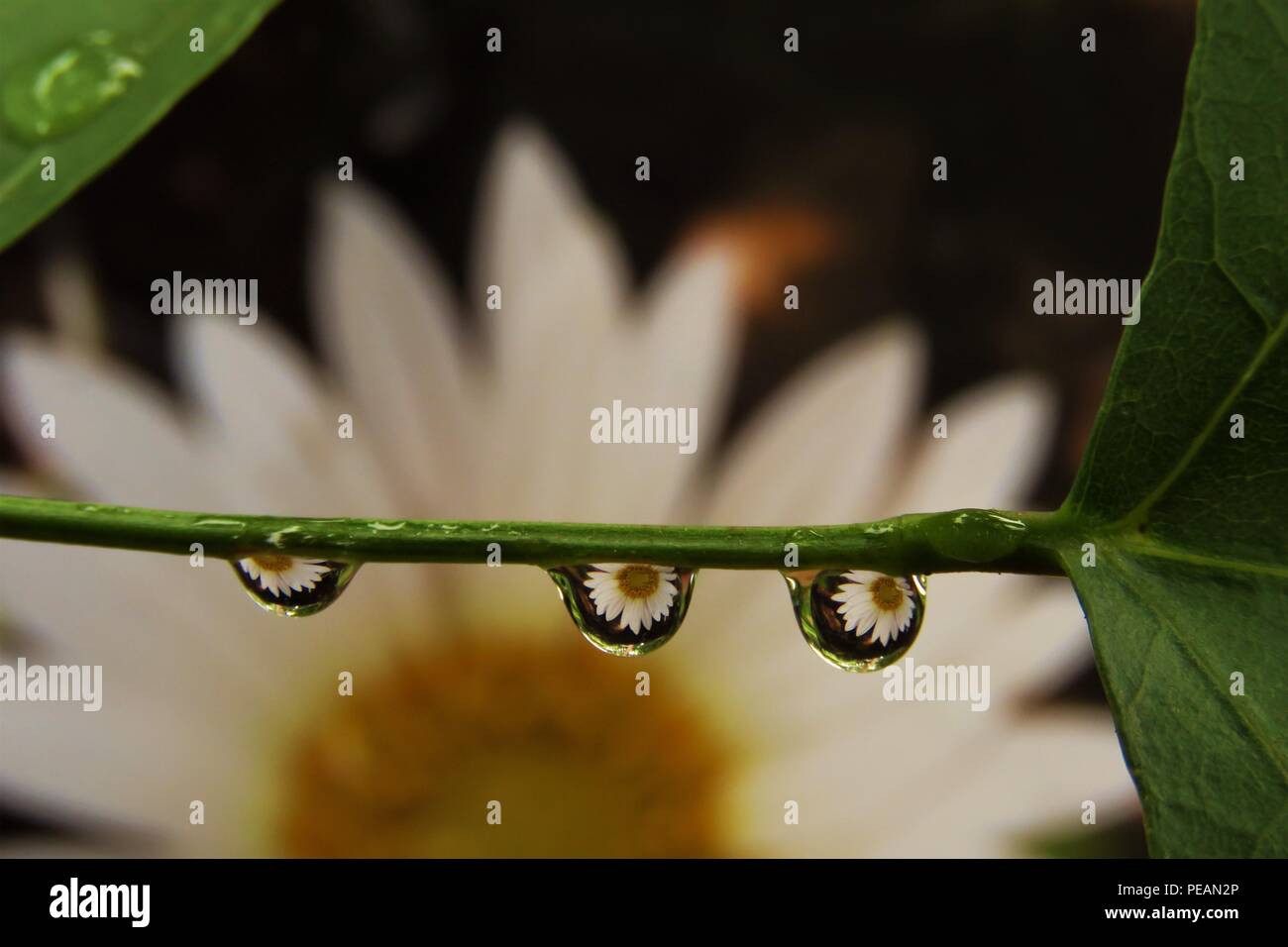 three water drops Stock Photo - Alamy