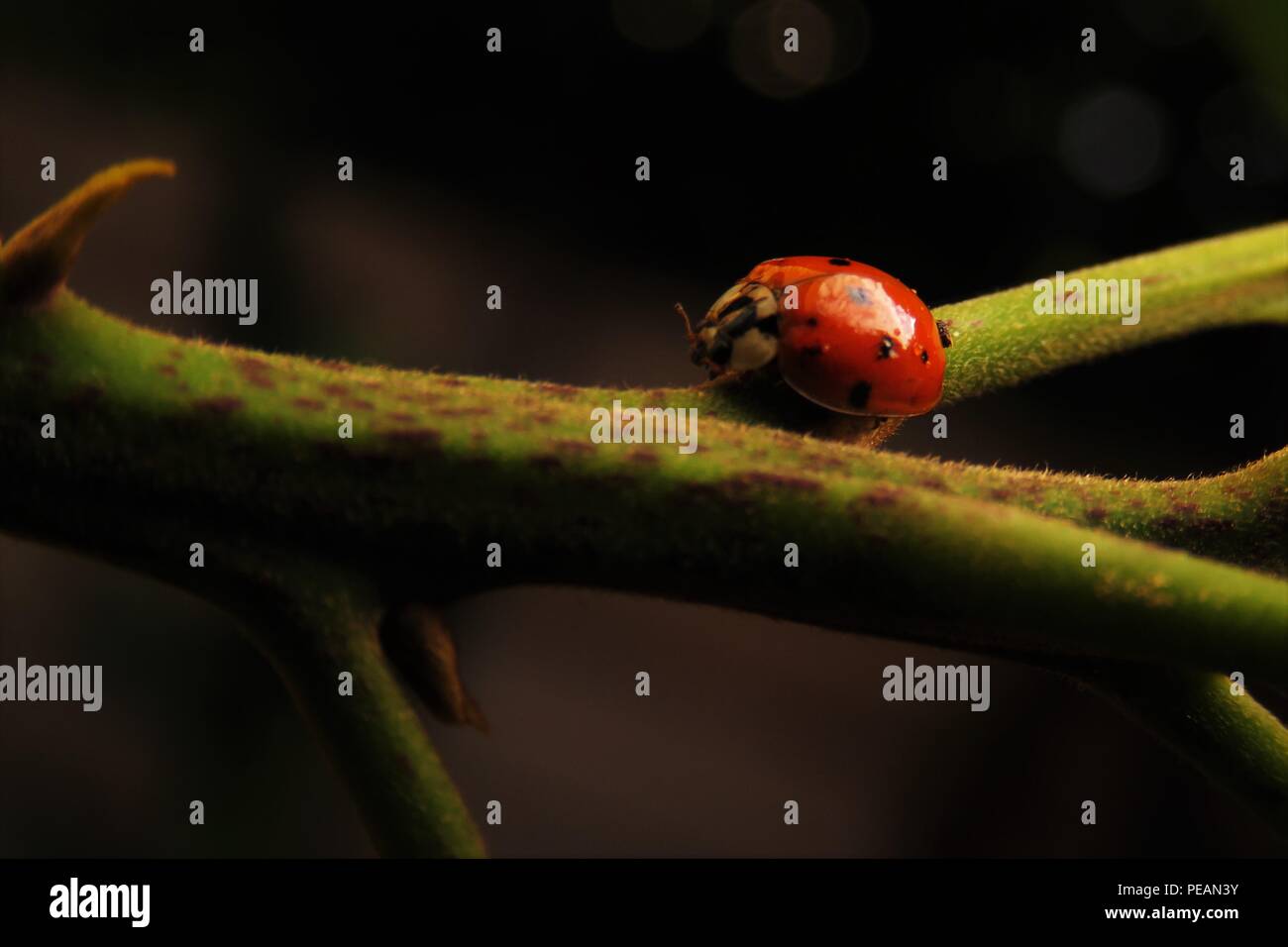 Ladybug on twig hi-res stock photography and images - Alamy