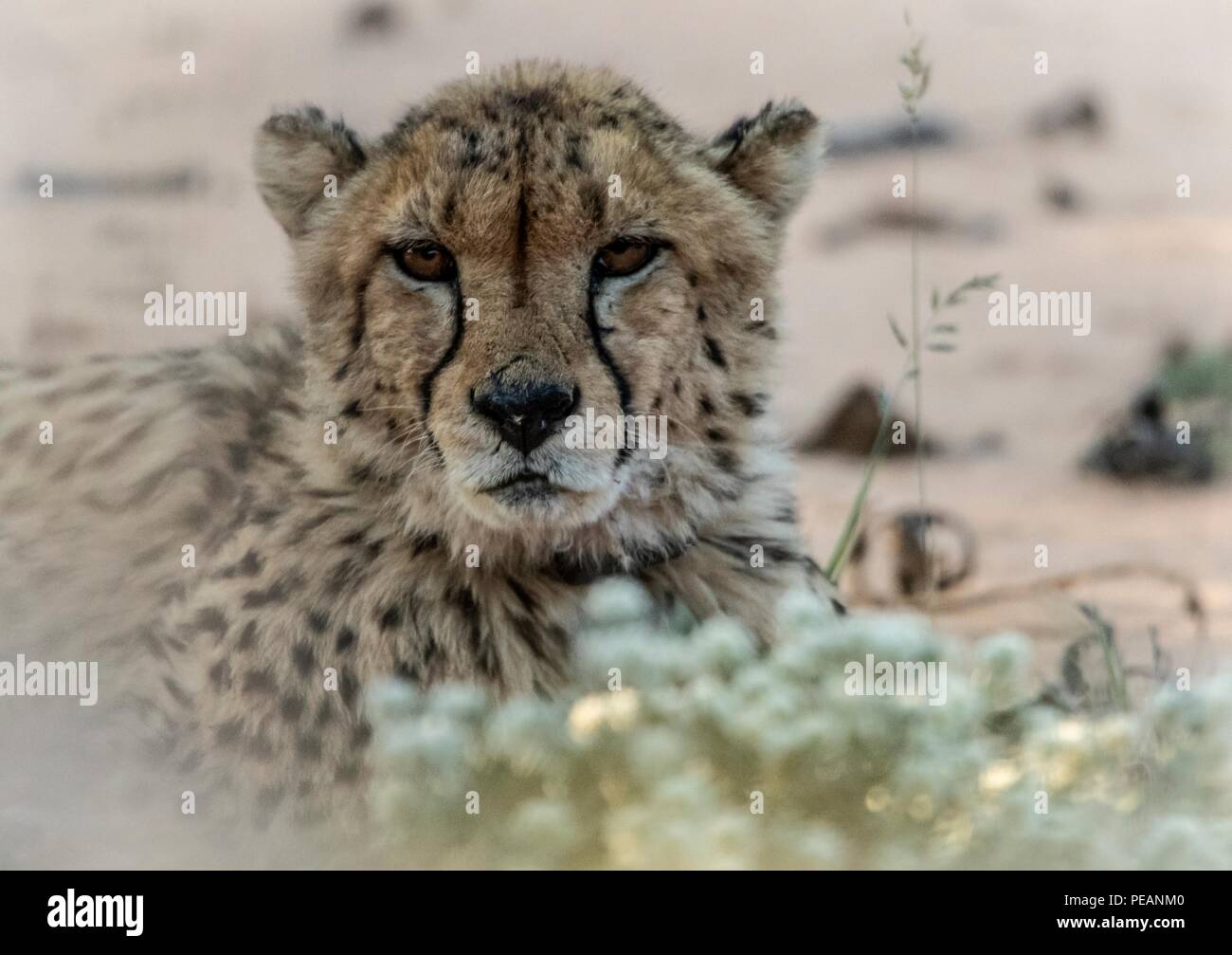 A collared female cheetah lay in the grass at the Okonjima Nature ...