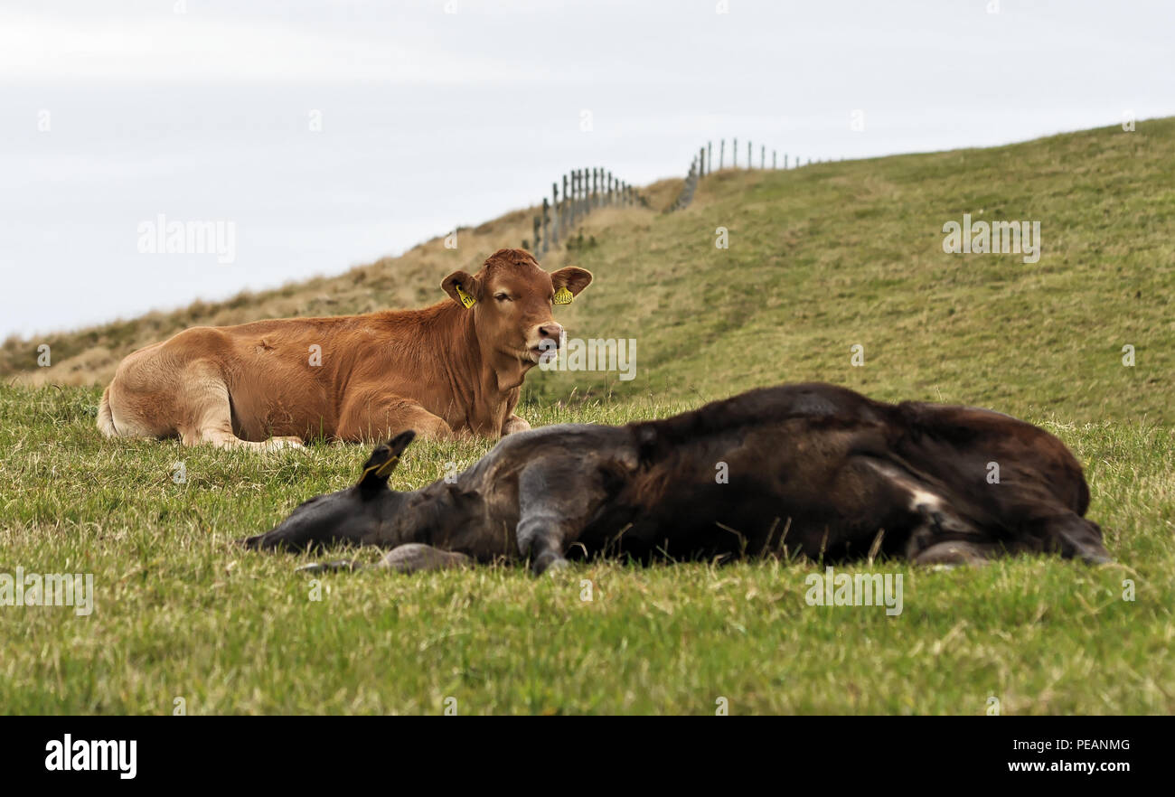 Relaxed cow hi-res stock photography and images - Alamy