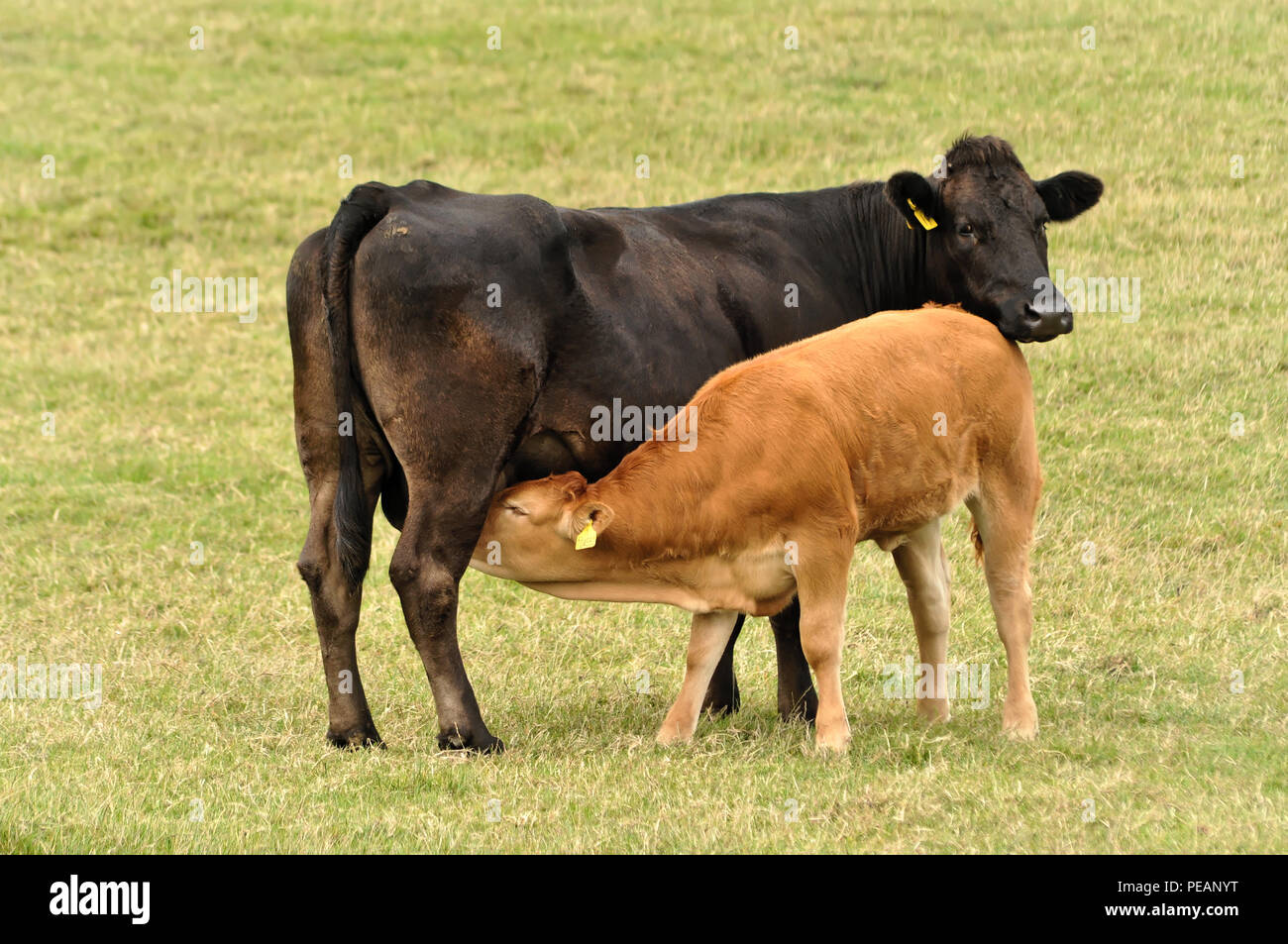 Relaxed cow hi-res stock photography and images - Alamy