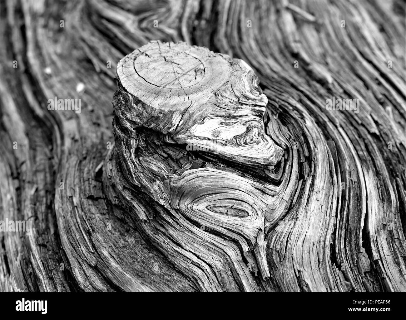 Friends Black and White Stock Photos & Images - Alamy