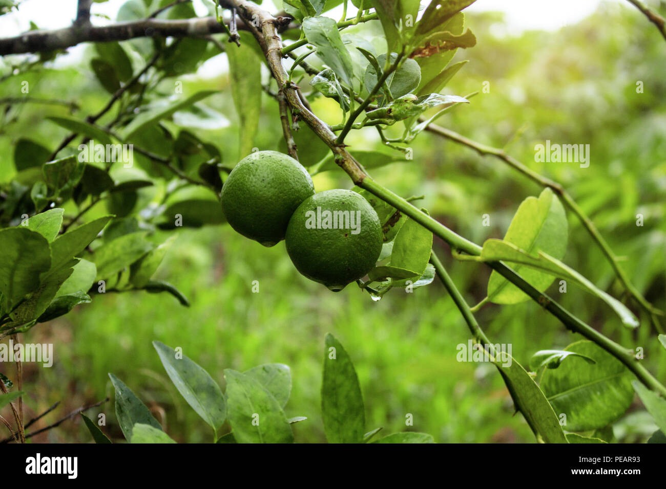 Lemons plantation spring hi-res stock photography and images - Alamy