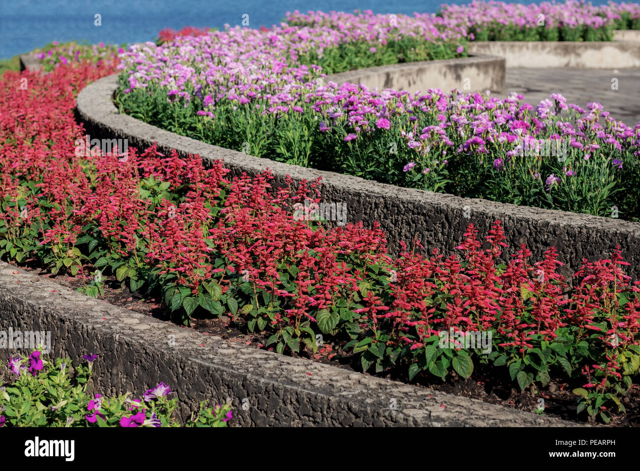 Many flower in the garden with sunlight Stock Photo - Alamy