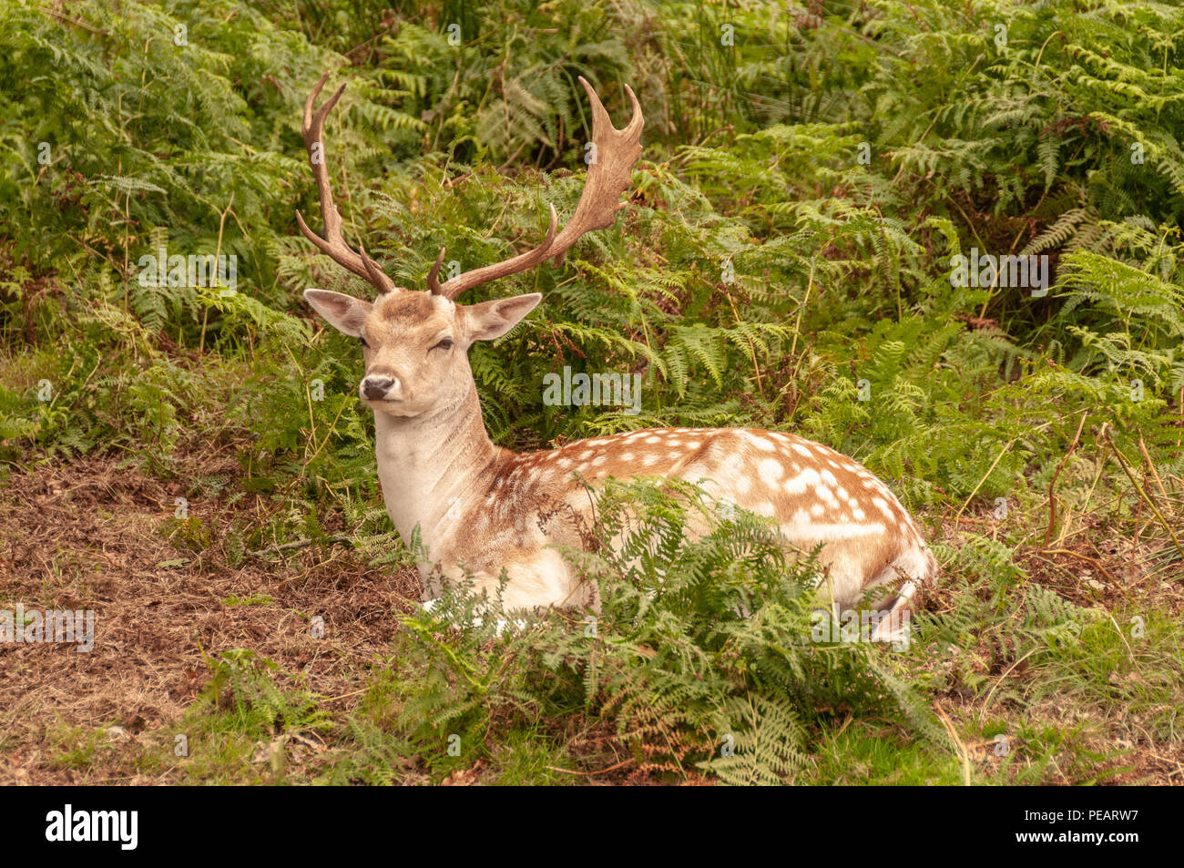 Deer laying down hi-res stock photography and images - Alamy