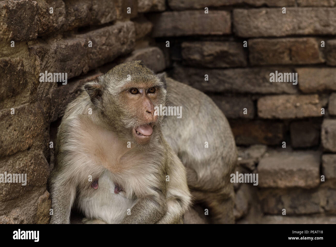 Monkey of face at a wall in zoo Stock Photo - Alamy