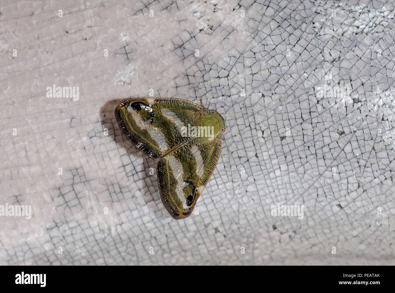 Small garden Insect Ricania japonica - Japanese Planthopper Stock Photo ...