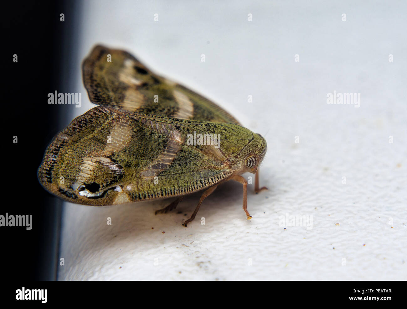 Small garden Insect Ricania japonica - Japanese Planthopper Stock Photo ...