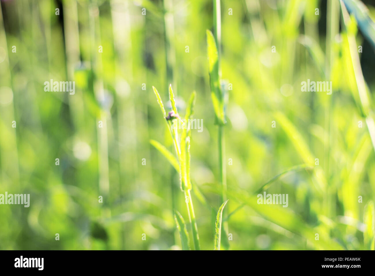 Plant are growing with beautiful at sunlight Stock Photo - Alamy