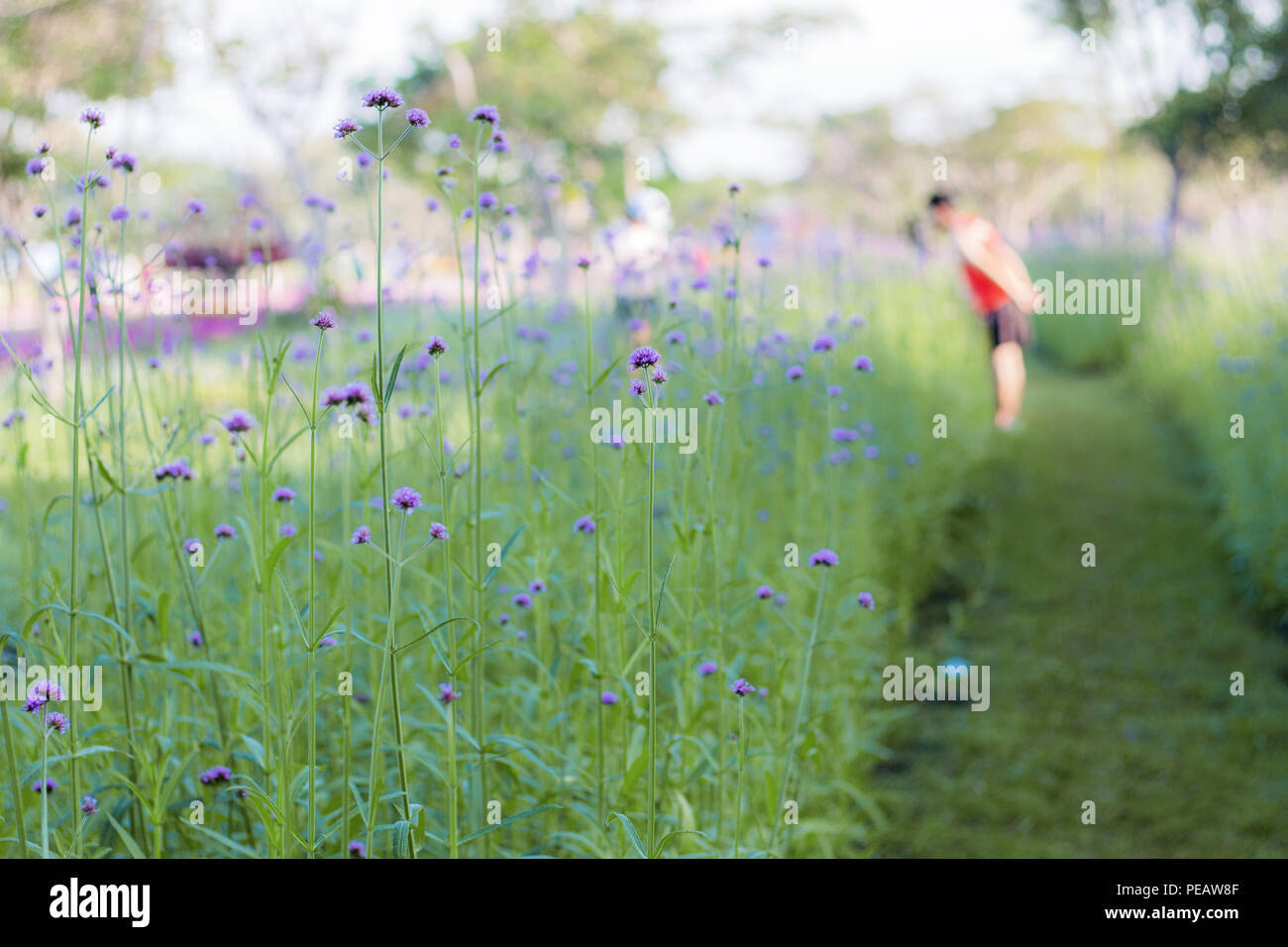 Plantation of flower are growing with beautiful in garden Stock Photo ...