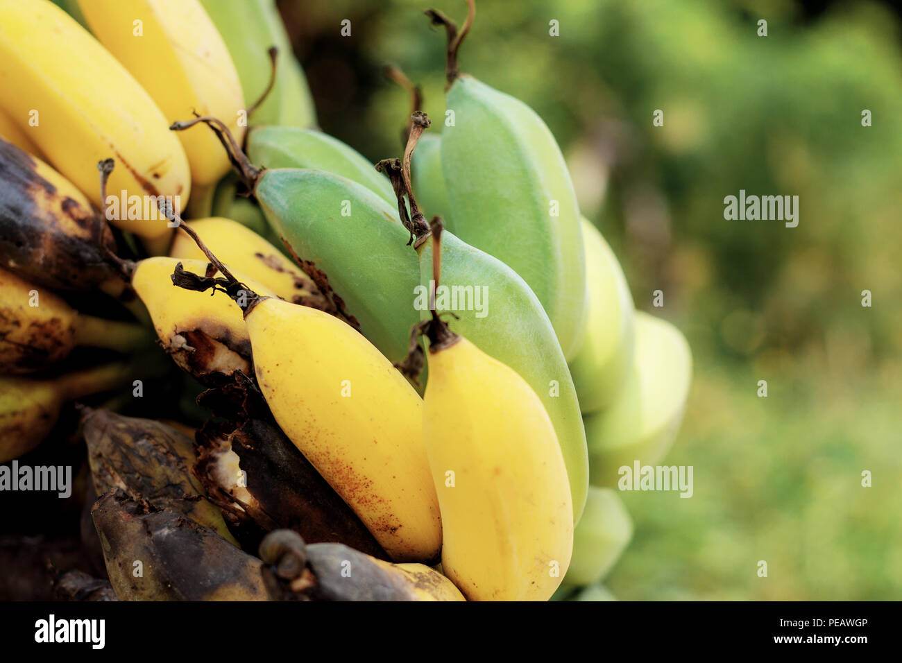 Rotten banana tree hi-res stock photography and images - Alamy